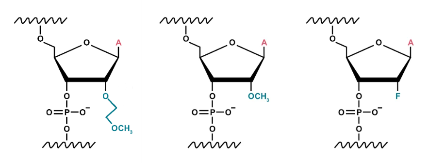 Know Your Oligo Mod：2ʹ-MOE